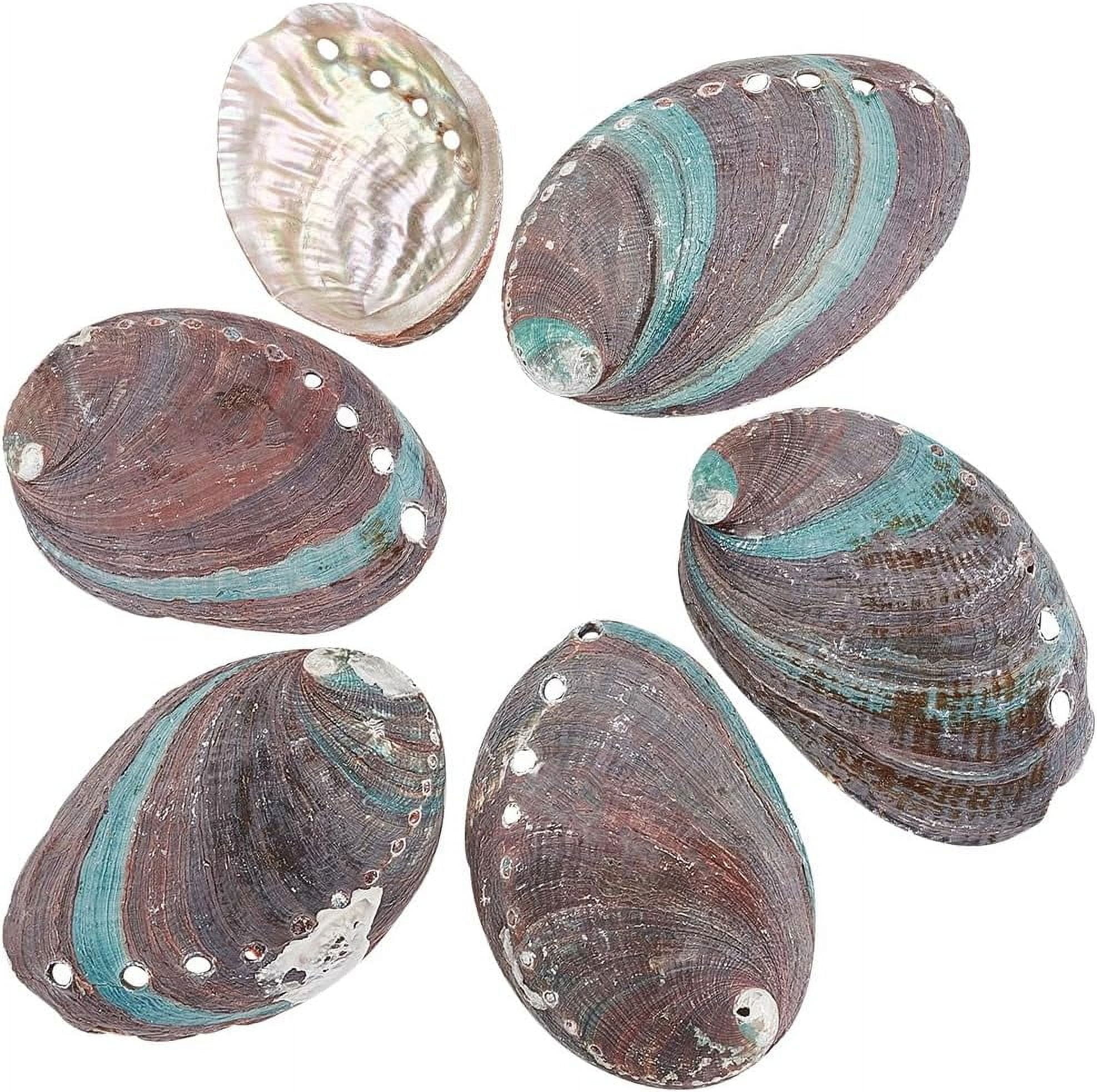 1 Box Mini Natural Abalone Shell Decorations Micro Landscape Fish Tank ...