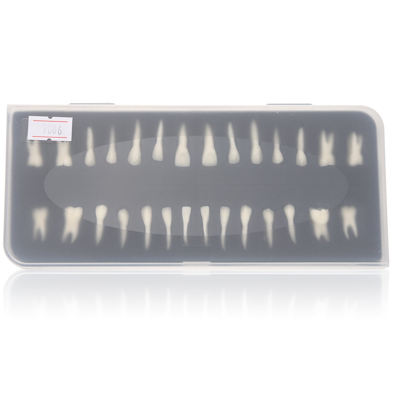 1 Box of Teeth Models Resin Teeth Anatomical Model Models - Walmart.com