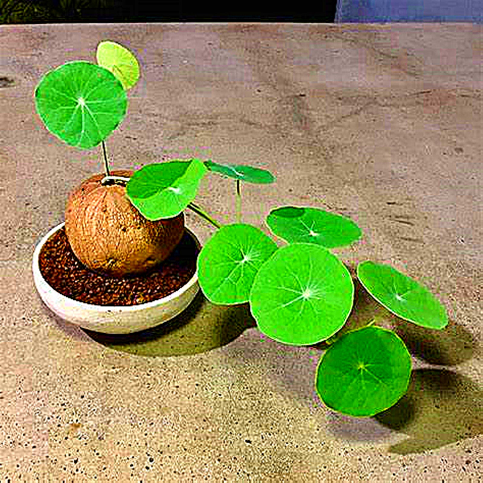 1 Bulb-Stephania Bulb, Herbaceous Deciduous Vine, Chinese Money Plant ...