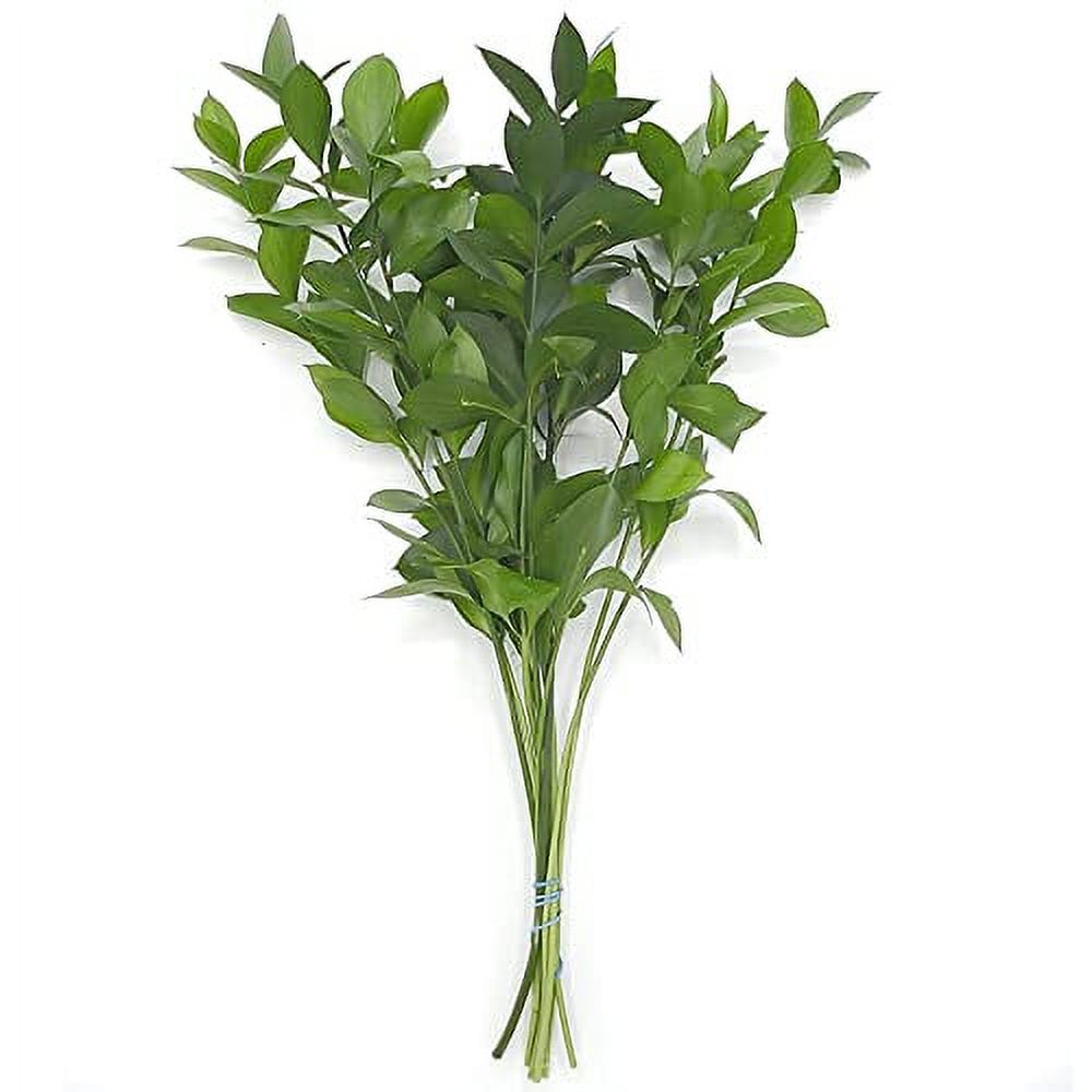 (1) Bunch of Natural Israeli Ruscus | Pack of 10 Stems in Each Bunch ...