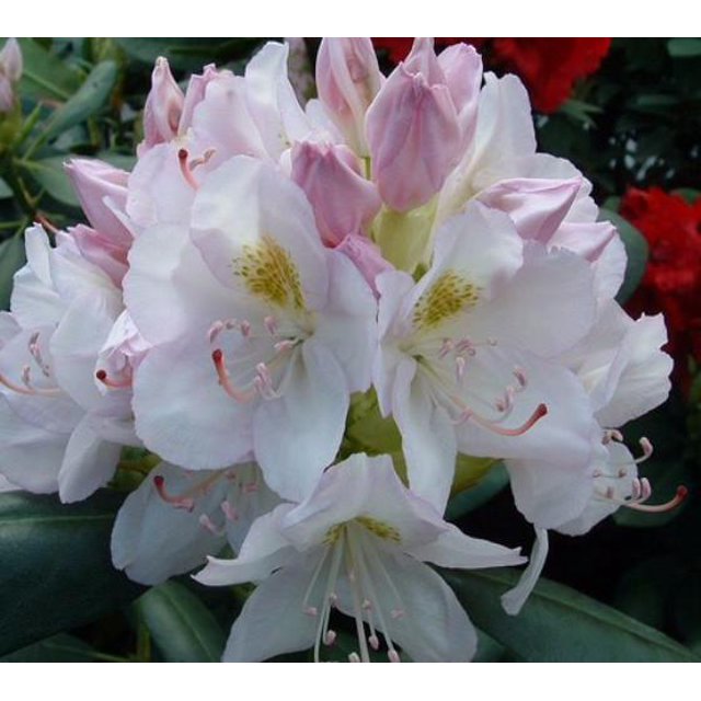 ( 1 ) - Cat Album White Rhododendron - Starter Plant ( 7m ) - Walmart.com