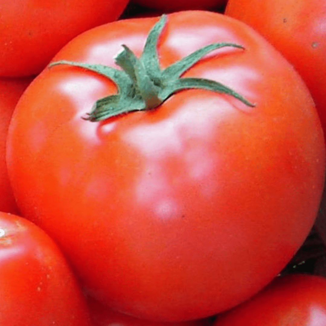 1 Celebrity Tomato Plant Live For Planting Outdoors, 5 to 8 Inch Tall ...