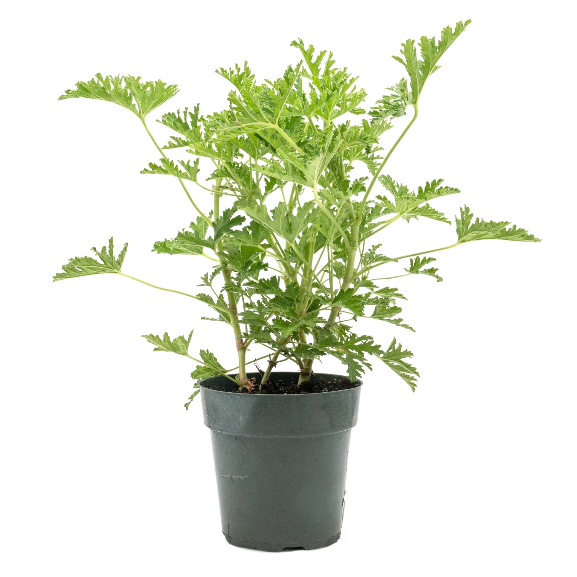 1 Citronella Plant in 6" Nursery Pot | Mosquito Plant | Aromatic ...