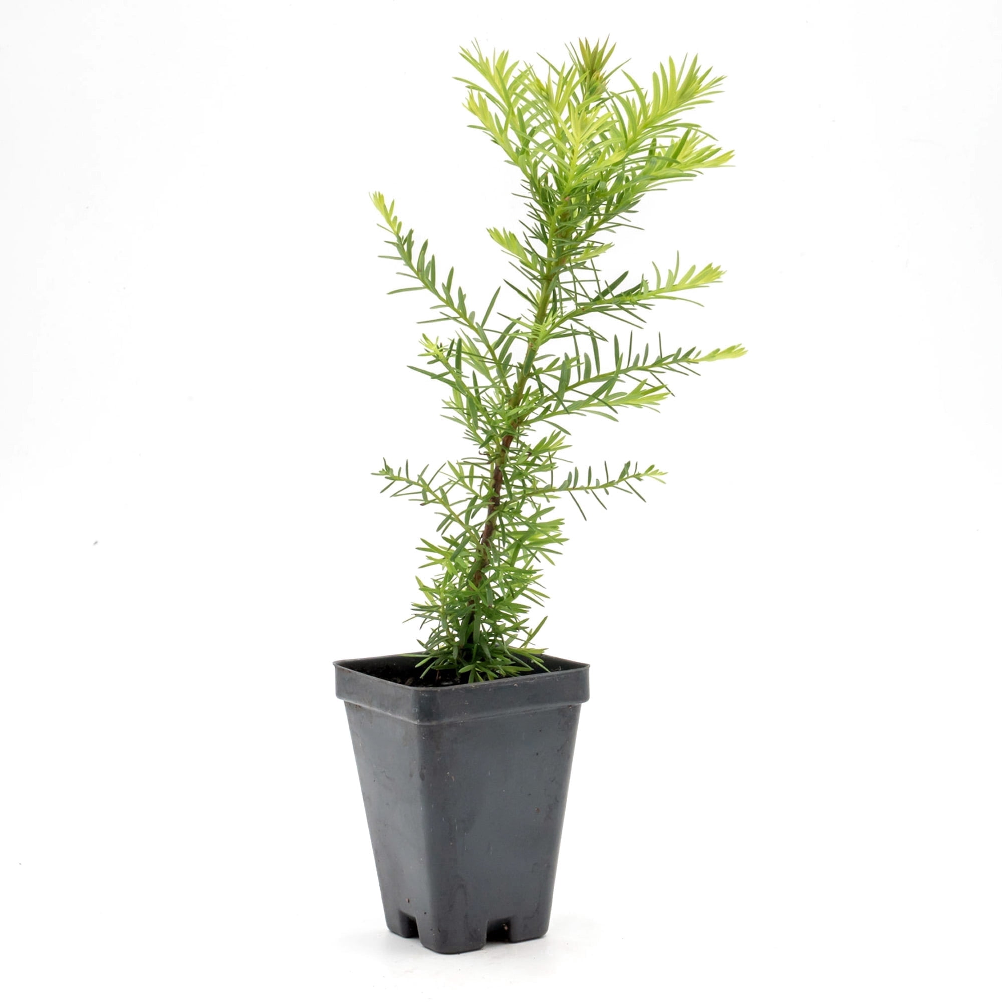 1 Coastal Redwood (Sequoia sempervirens) – Tall Evergreen Conifer Tree ...