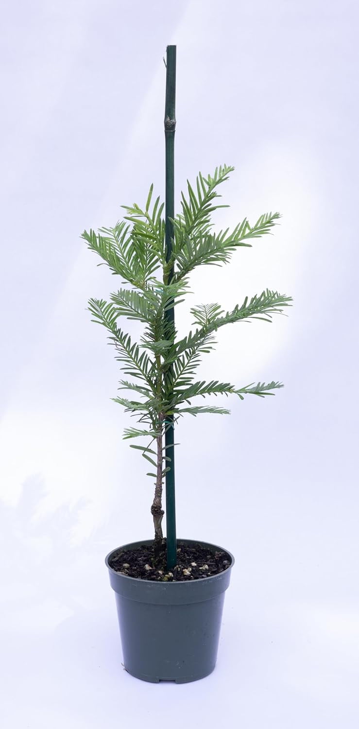 1 Coastal Redwood, Sequoia sempervirens ‘Aptos Blue’, 4” nursery Pots ...