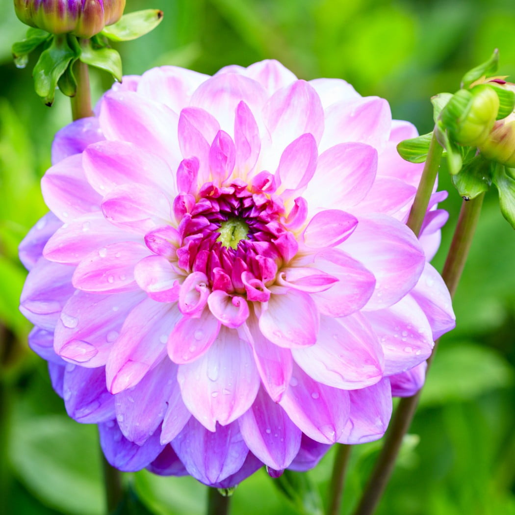 1 Dahlia Plant, Purple White Dahlia Flowers Plant, Live Dahlia ...