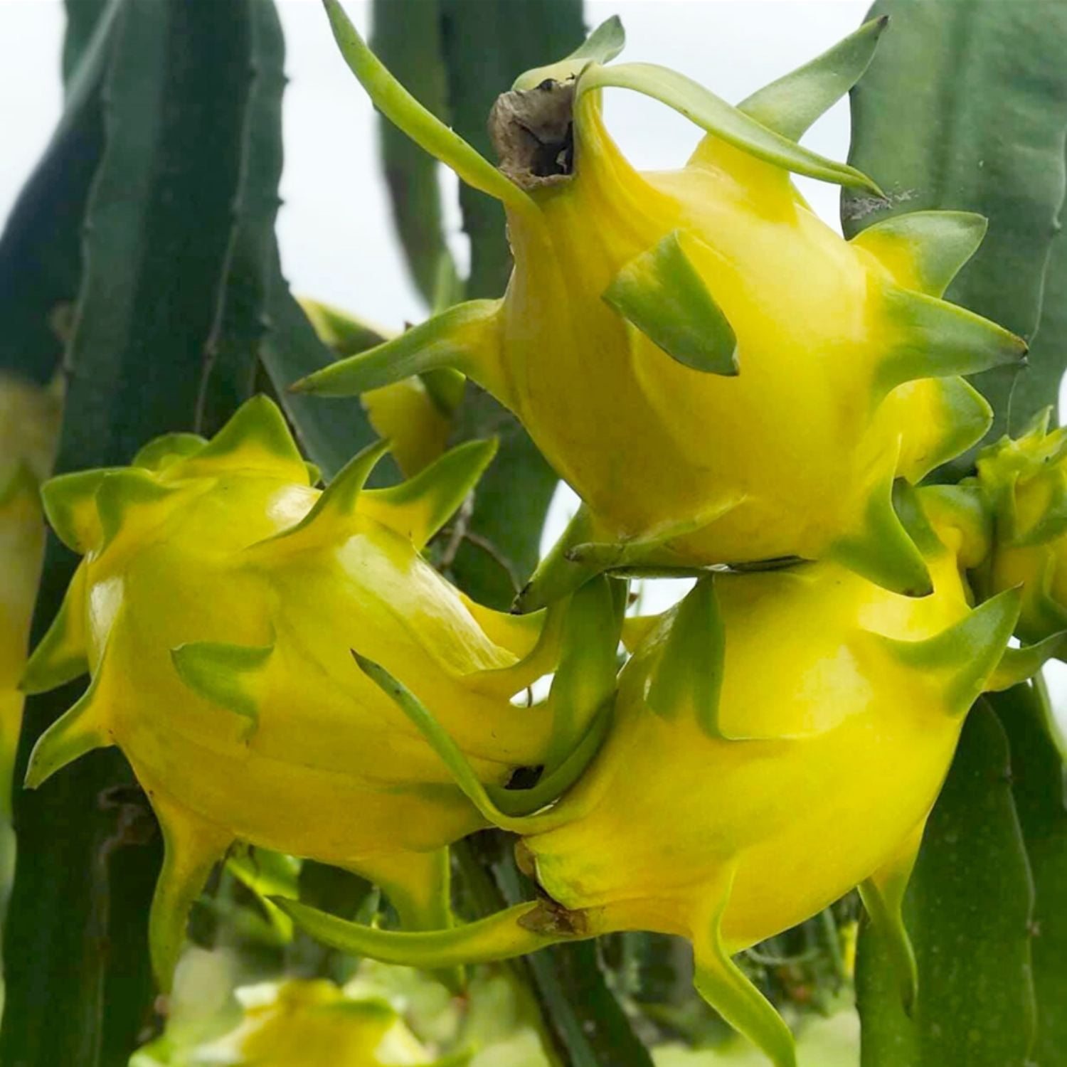 Yellow Dragon Fruit Plant For Sale