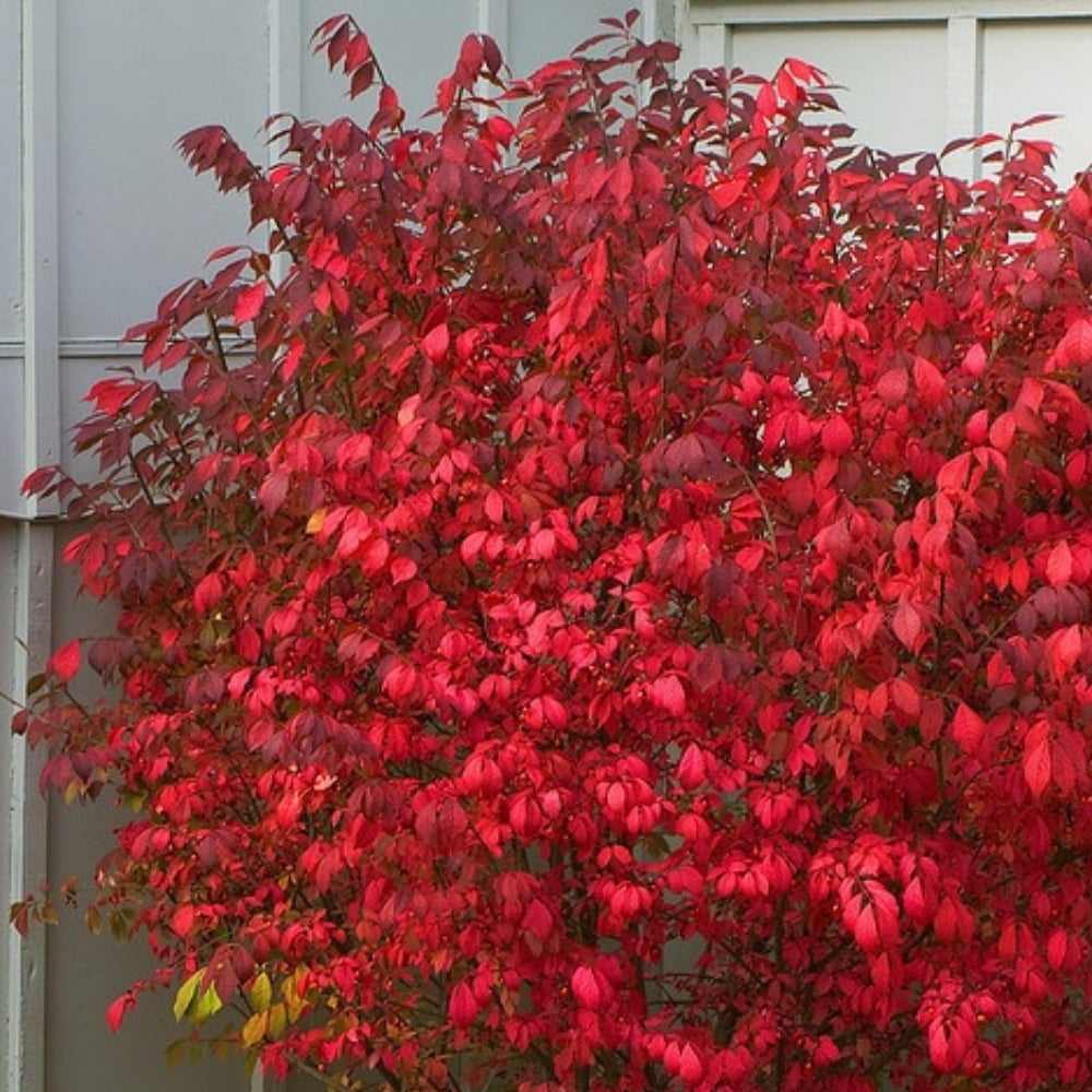 1 Dwarf Burning Bush Bare Root Live Plant, Dormant Tree for Outdoor ...