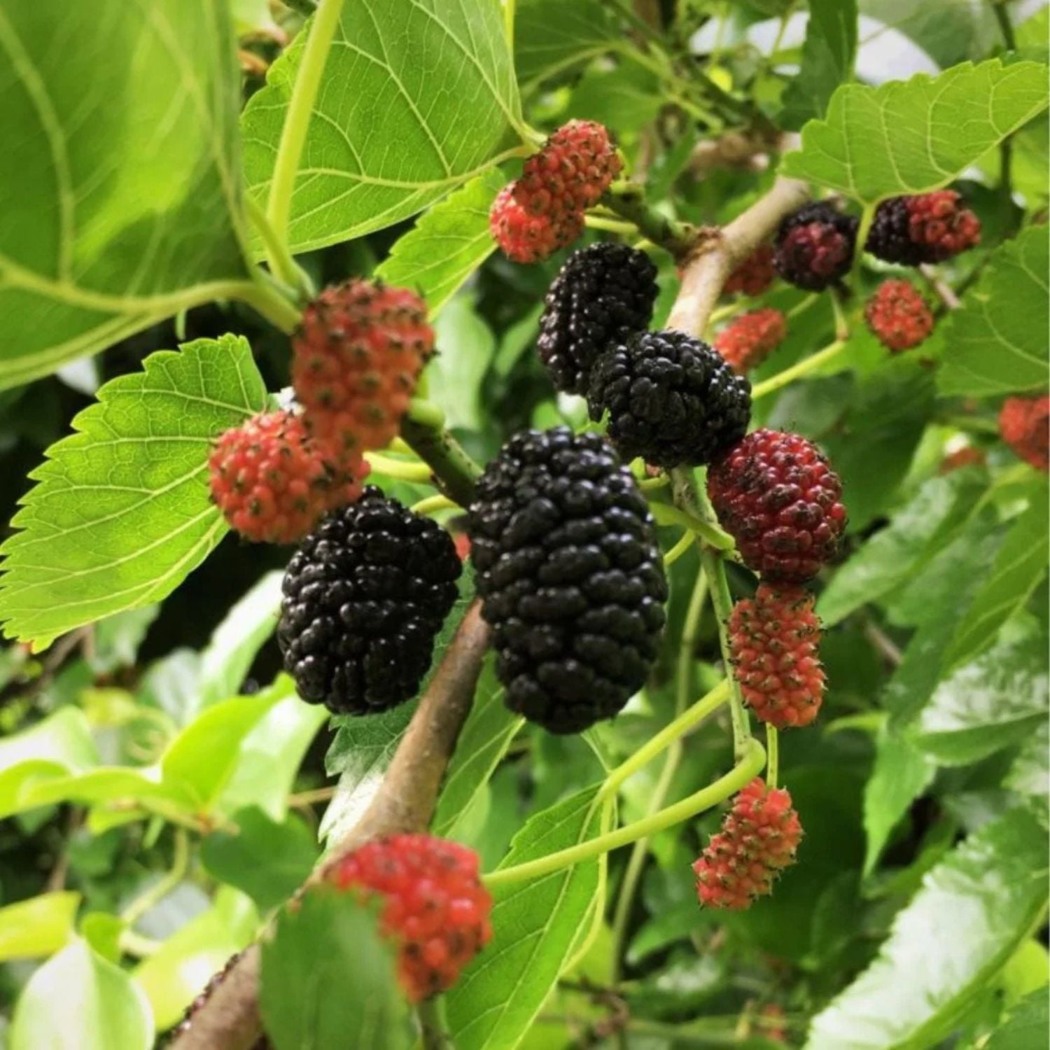 1 Dwarf Everbearing Mulberry Bush, Mulberry Tree Live Plant 4-7 Inch ...