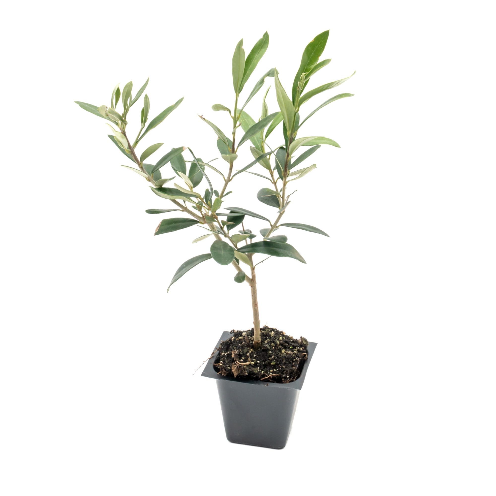 1 Dwarf Fruitless Olive Tree – Compact Evergreen Fruitless, Mess-Free ...