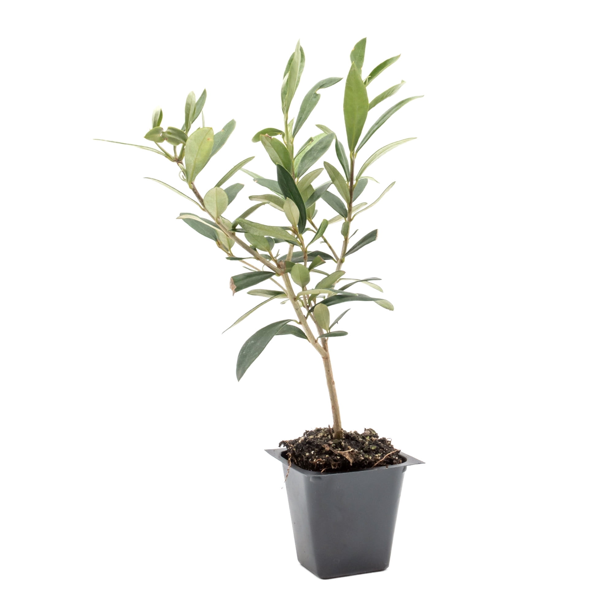 1 Dwarf Fruitless Olive Trees – Live Saplings in 2.5-Inch Nursery Cubes ...