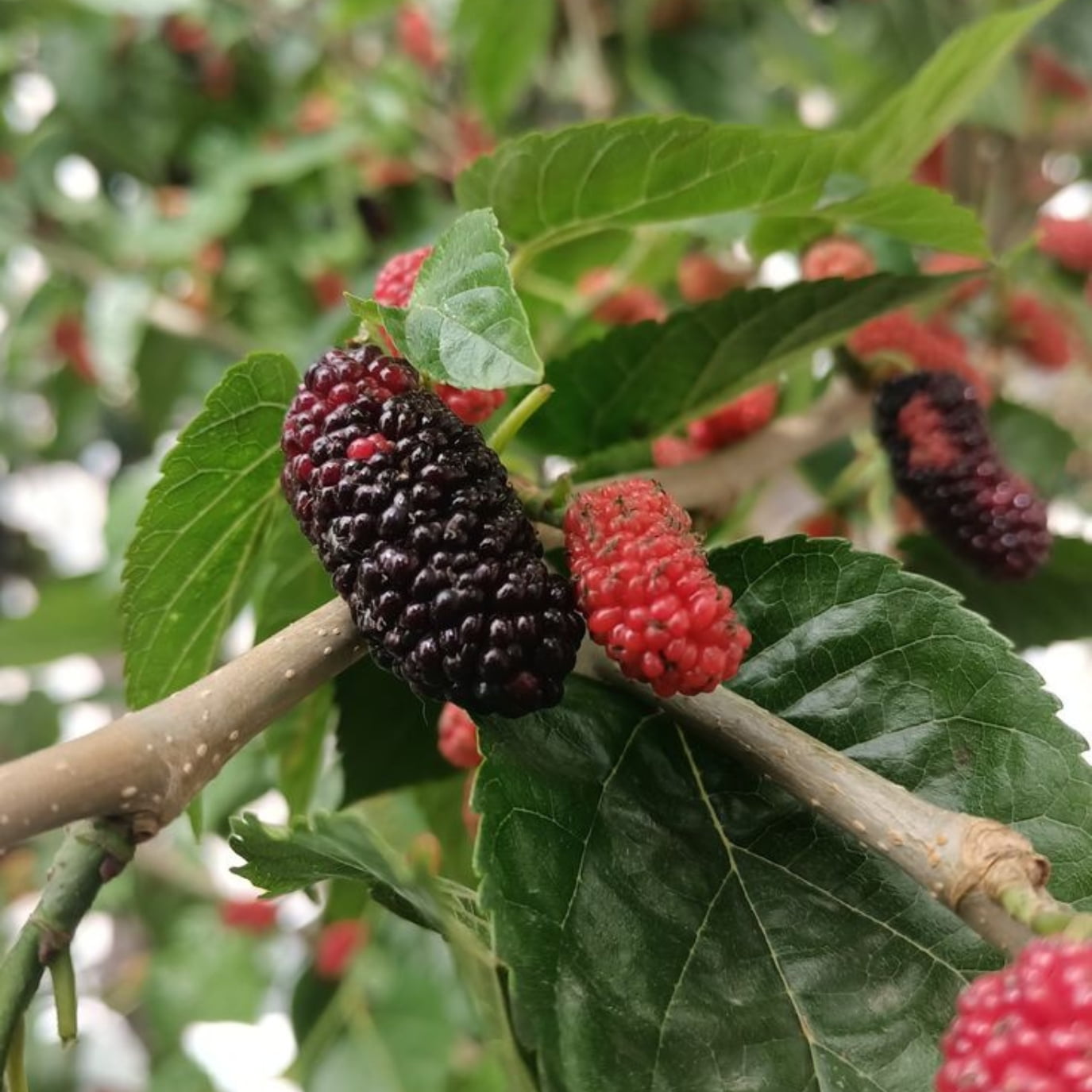 1 Dwarf Mulberry Plant, Mulberry Tree from 4 to 8 Inches Tall, Full Sun ...