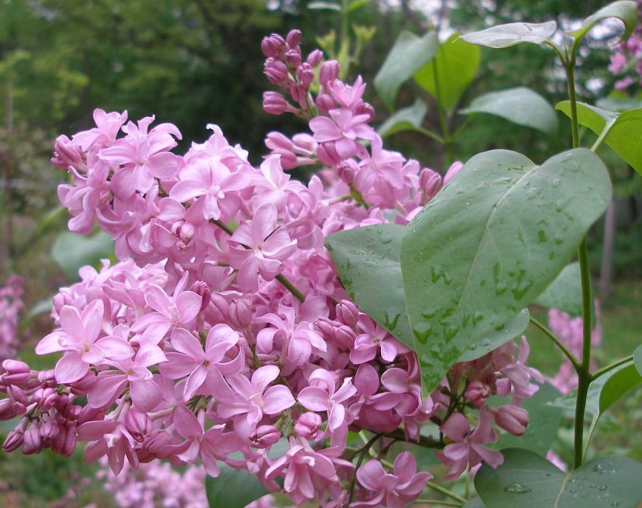 ( 1 ) - Edward J. Gardner Pink Lilac - Starter Plant ( 7L ) - Fragrant ...