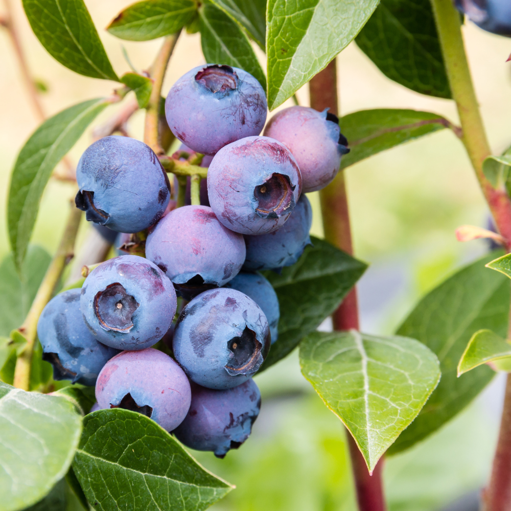 1 Elliott Blueberry Bush Live Plant, Blueberry Plant Live for Planting ...