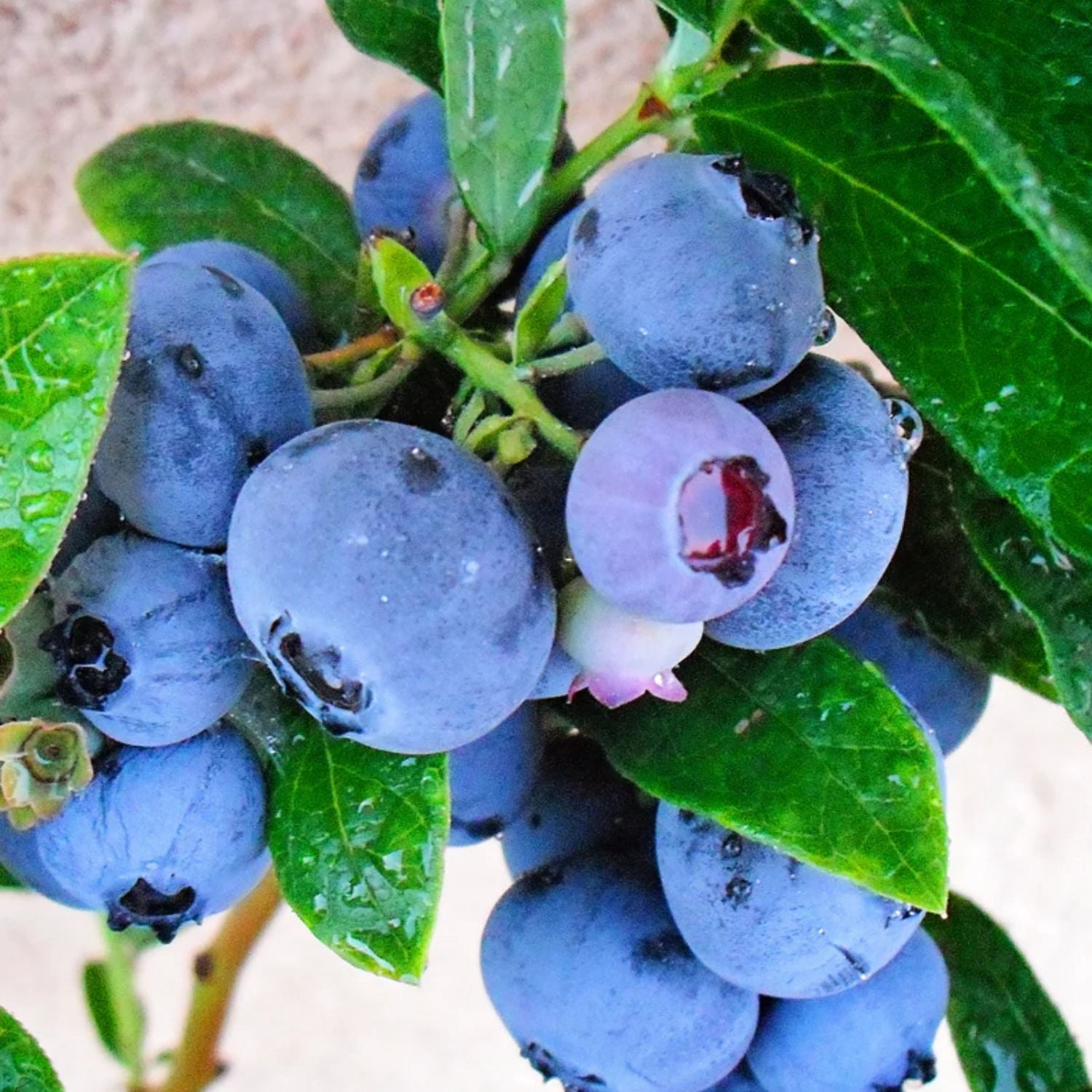 1 Emerald Blueberry Plant 4-8 Inch, Fruit Tree Live Plant, Blueberries ...