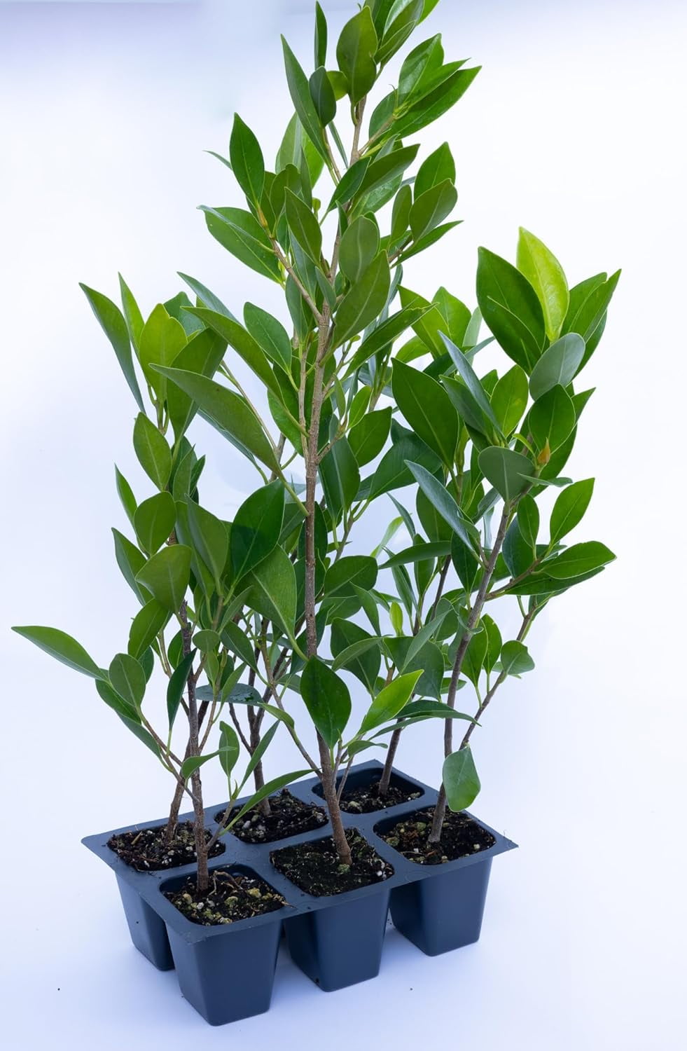 1 Ficus Nitida, Indian Laurel Fig, Thriving in 2.5” Nursery Cubes ...