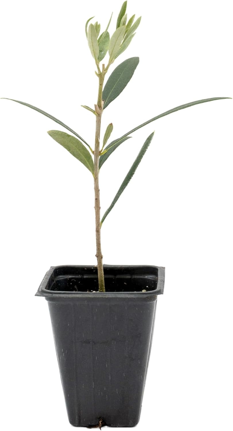 1 Fruitless Olive Tree | Live Sapling in 2.5-inch Nursery Cube | Olea ...
