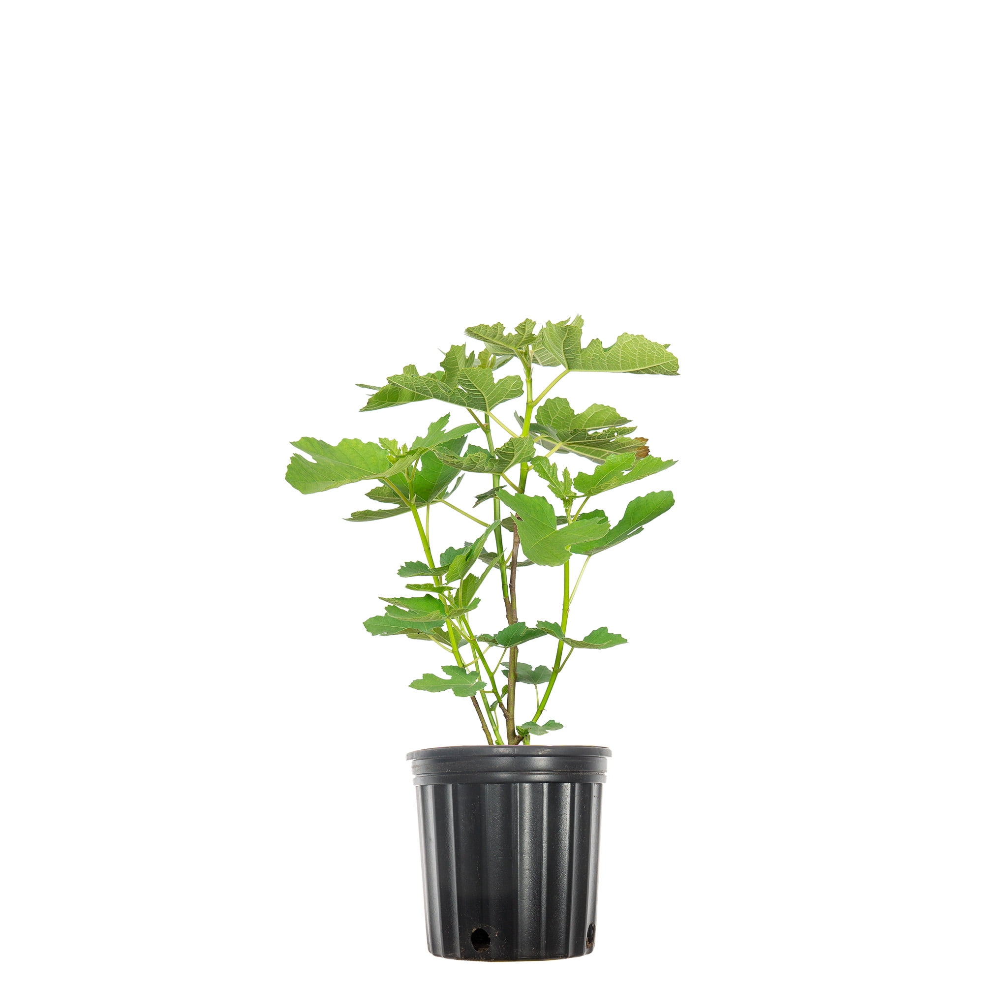 Celeste Fig Tree In Container