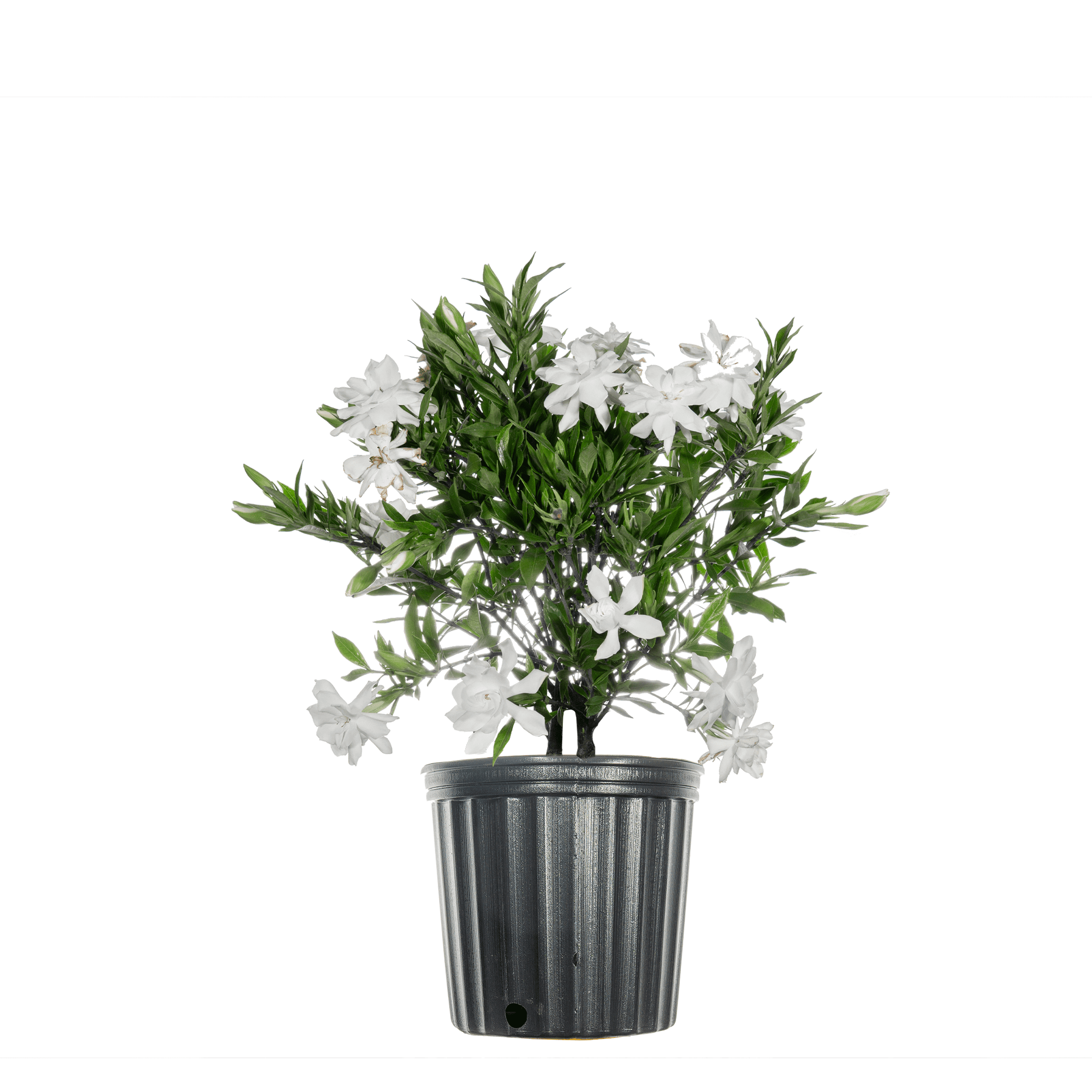 1 gal. Frost Proof Gardenia - Fragrant White Blooms - Perfect Dwarf ...