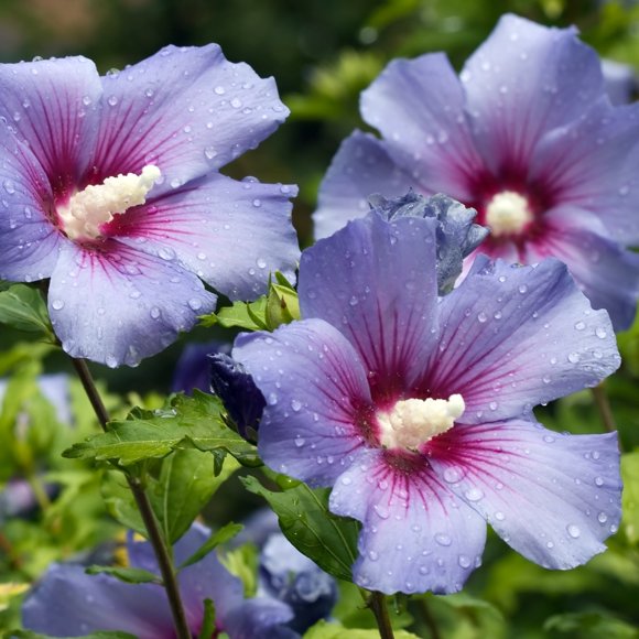 Hibiscus Plants in Garden Bushes - Walmart.com