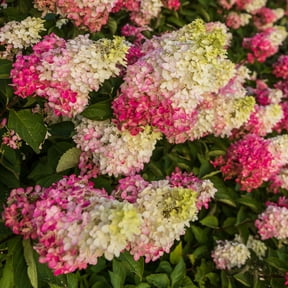 Hydrangea Tree
