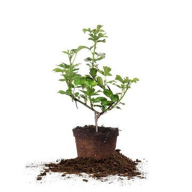 1 Gal Natchez Blackberry Bush - Thornless - Sweet Berries - Walmart.com