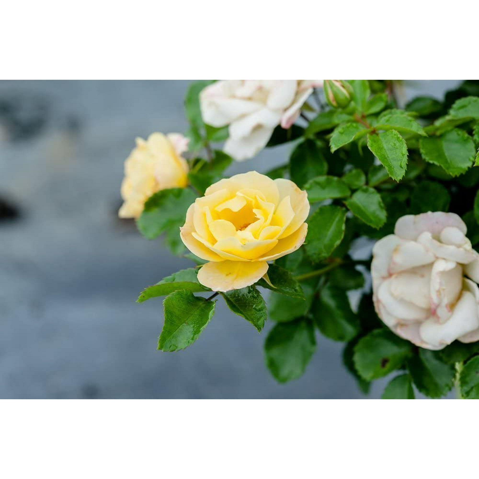 Popcorn Drift Rose