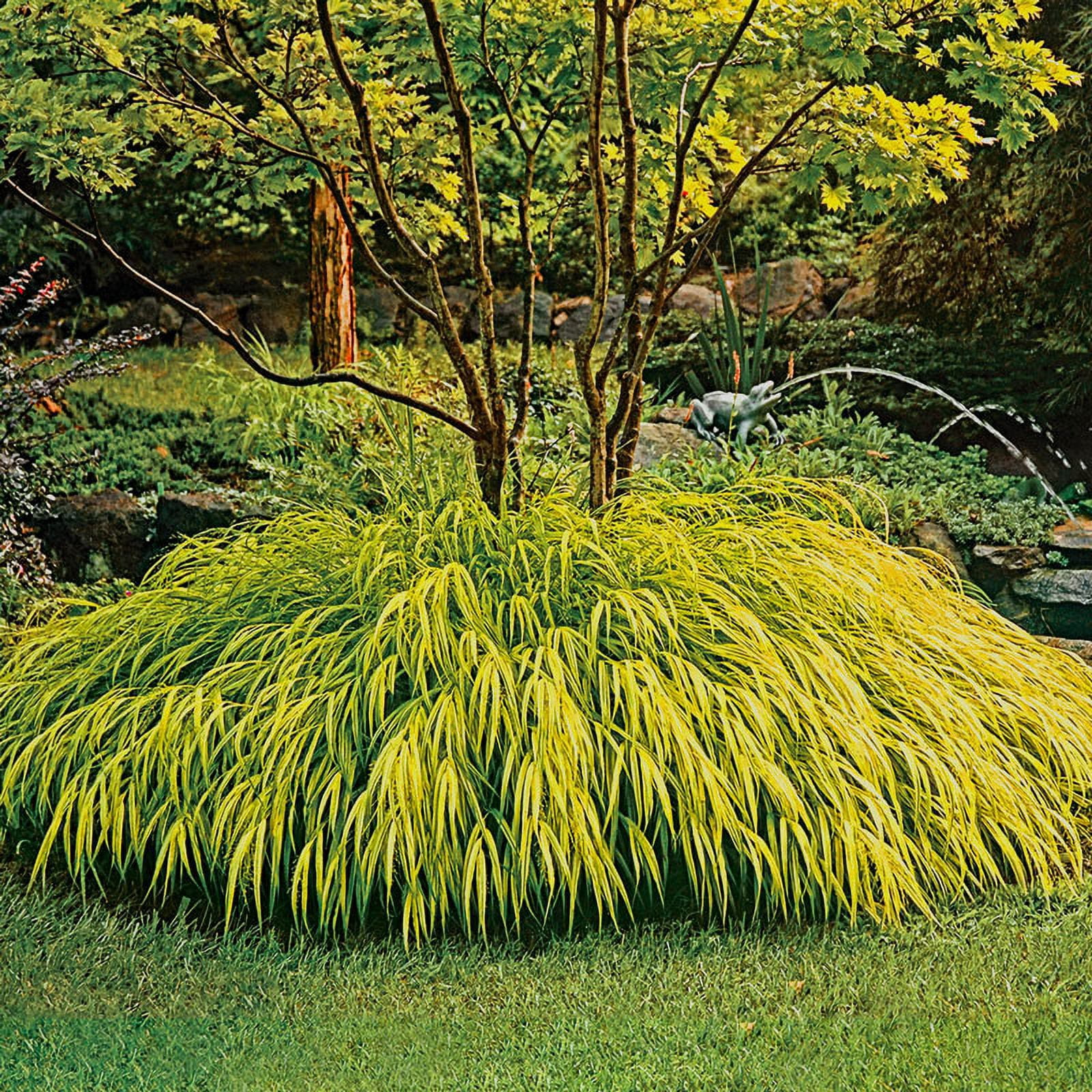 All Gold Japanese Forest Hakonechloa Ornamental Grass 1 Gal Plant ...
