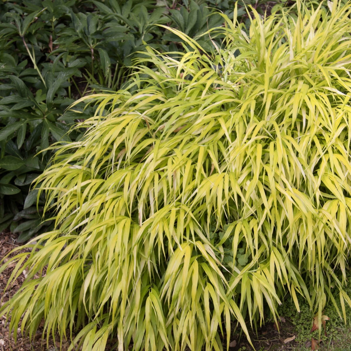 1 Gal. Pot, Aureola Japanese Forest Hakonechloa Ornamental Grass ...