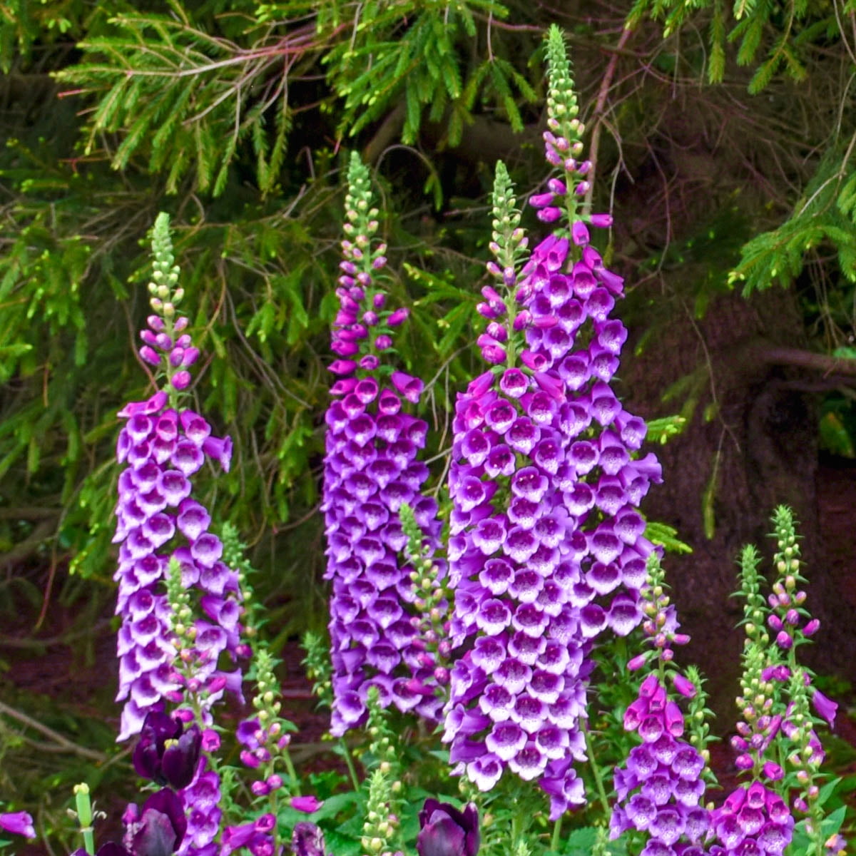1 Gal. Pot, Camelot Lavender Flowering Foxglove Perennial Plant - 1 ...