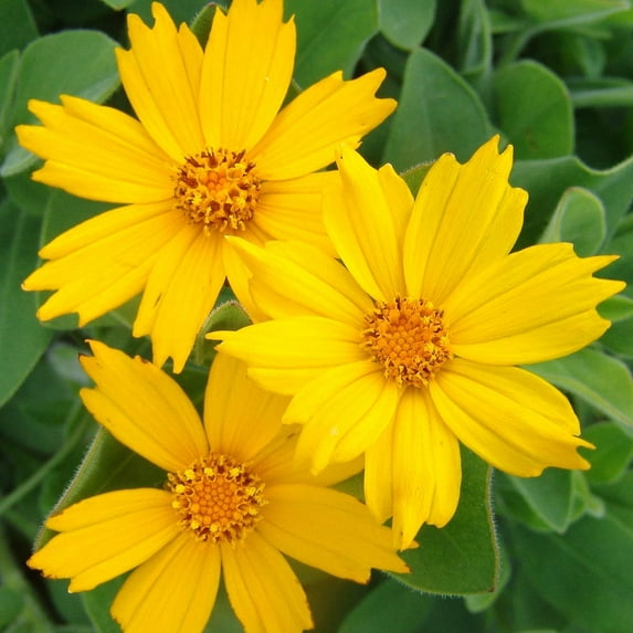1 Gal. Pot, Early Sunrise Coreopsis, Deciduous Flowering Perennial ...