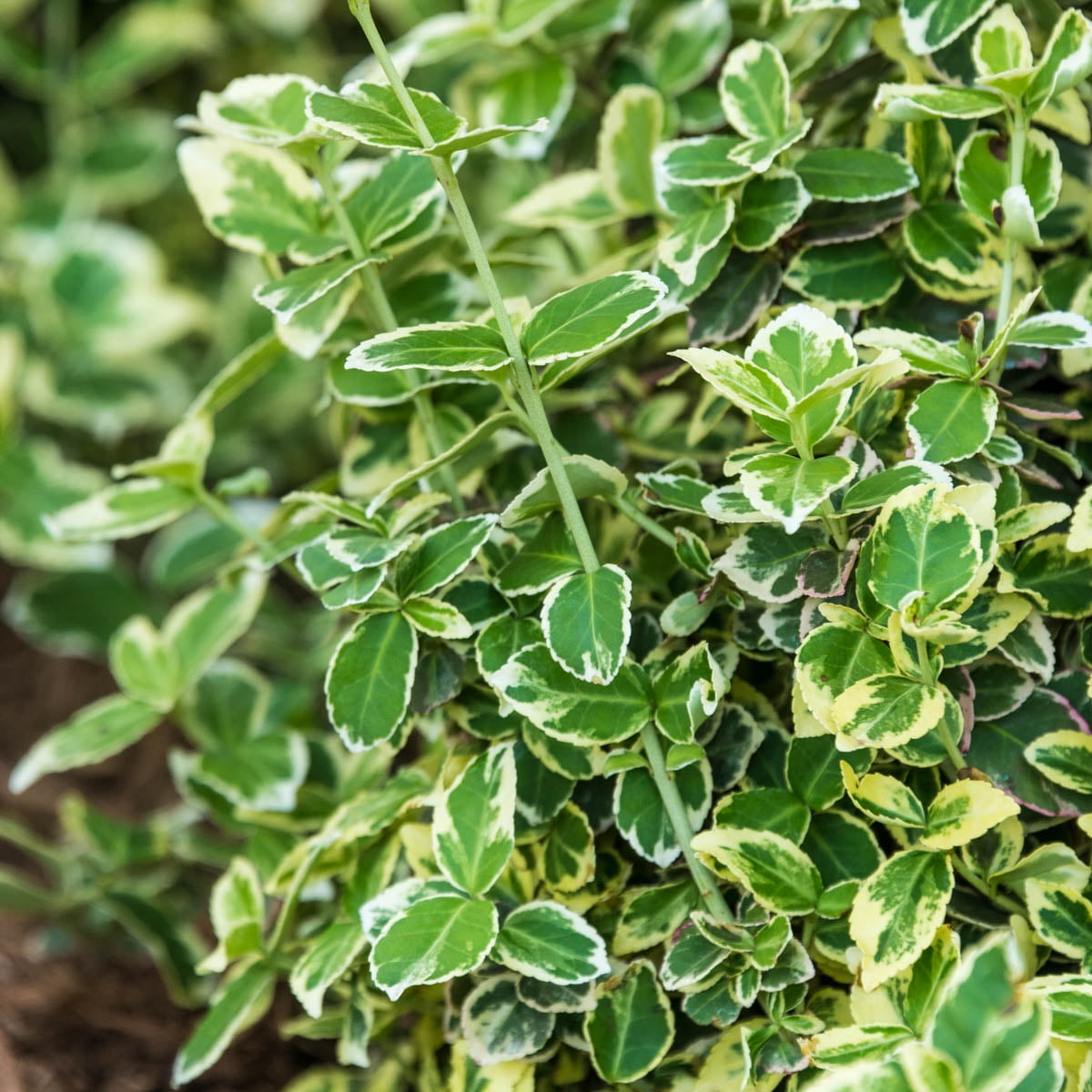 1 Gal. Pot, Emerald Gaiety Euonymus Broadleaf Evergreen Groundcover ...