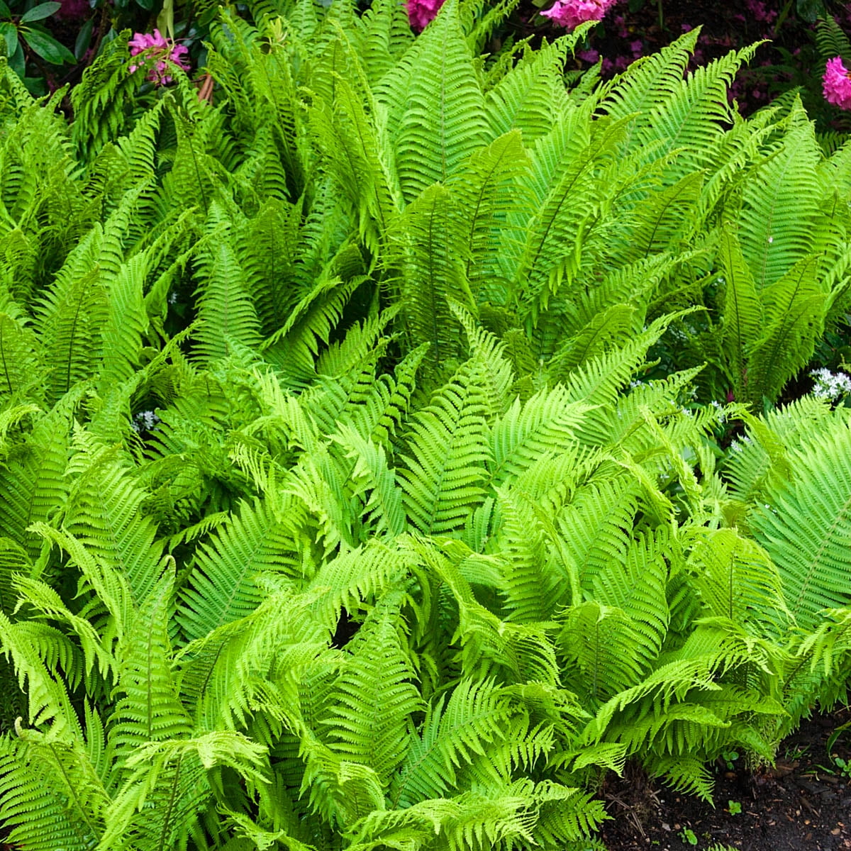 1 Gal. Pot, Fortune's Cold Hardy Fern Perennial Plant - 1 plant per ...