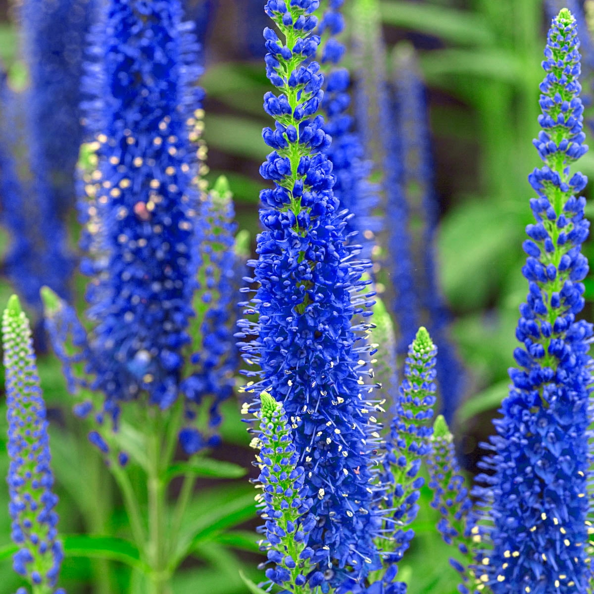 1 Gal. Pot, Glory Royal Candles Speedwell Potted Perennial Plant - 1 ...