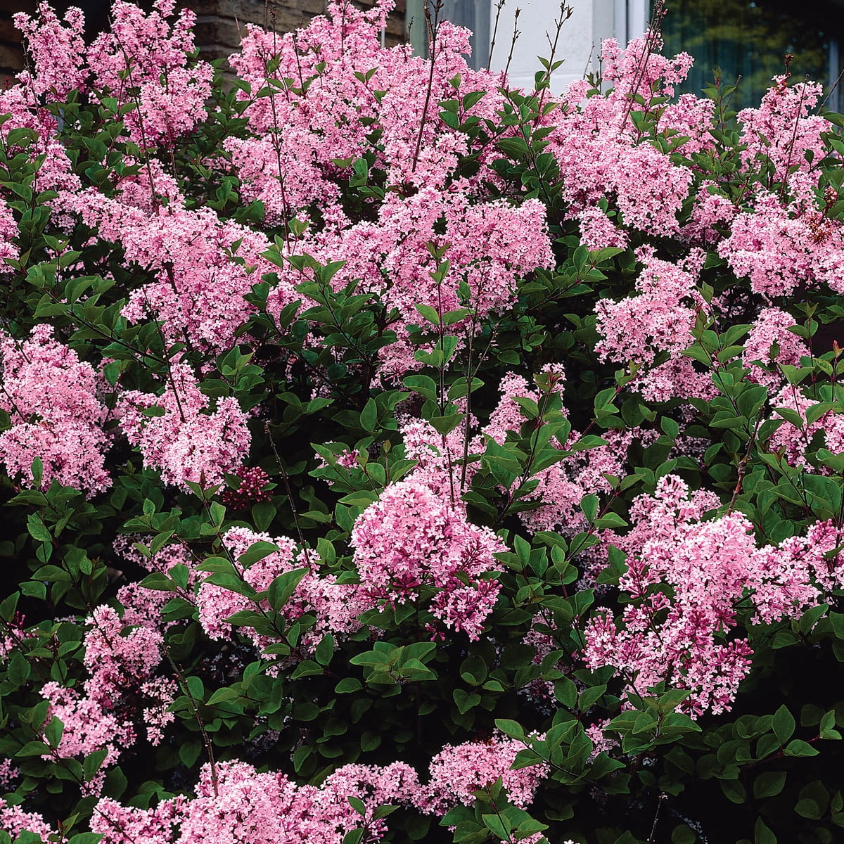 1 Gal. Pot, Josee Pink Flowering Reblooming Lilac Deciduous Shrub - 1 ...