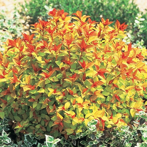 DIRECT GARDENING 1 Gal Pot Magic Carpet Spirea Deciduous Flowering ...