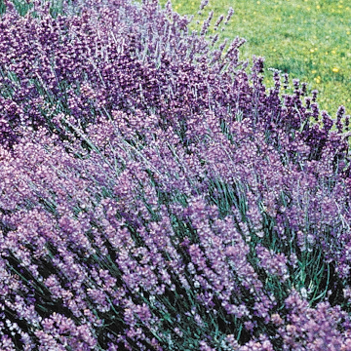 DIRECT GARDENING Munstead Lavender Flowering Perennial Plant 1 Gal ...
