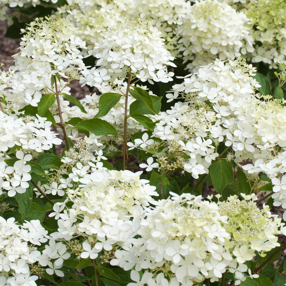 DIRECT GARDENING, 1 Gal Pot Peegee Paniculata Hydrangea, Ivory Pink ...