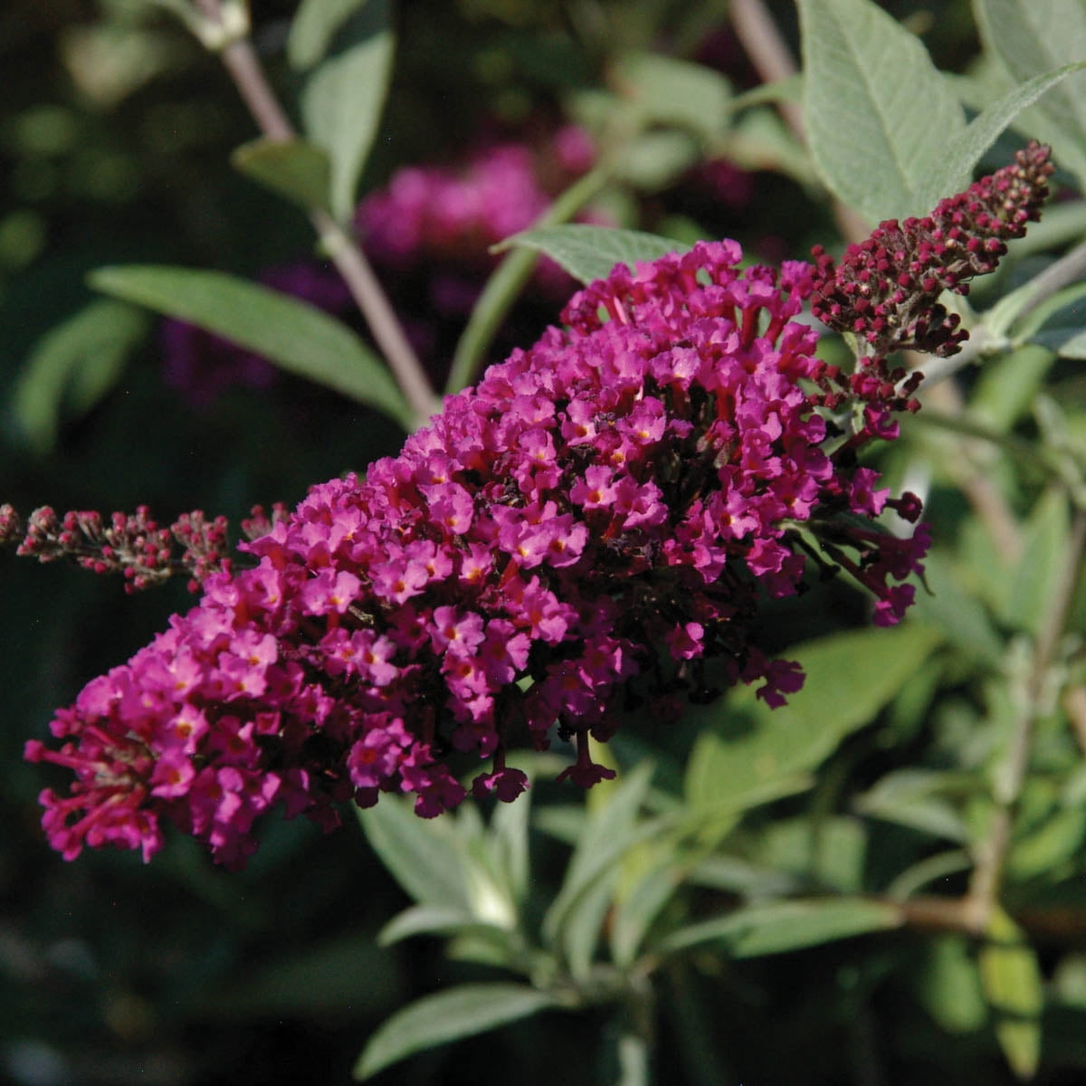 DIRECT GARDENING Royal Red Butterfly Bush 1 Gal Deciduous Shrub ...