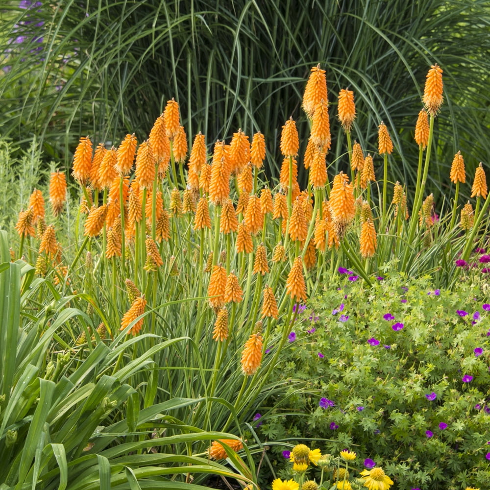 1 Gal. Pot, Torch Lily Potted Flowering Perennial Plant - 1 plant per ...