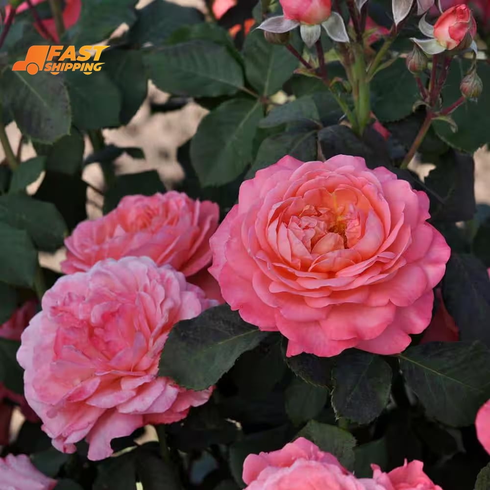 1 Gal. Reminiscent Coral Rose (Rosa), Live Plant, Shrub, Pink Flowers ...