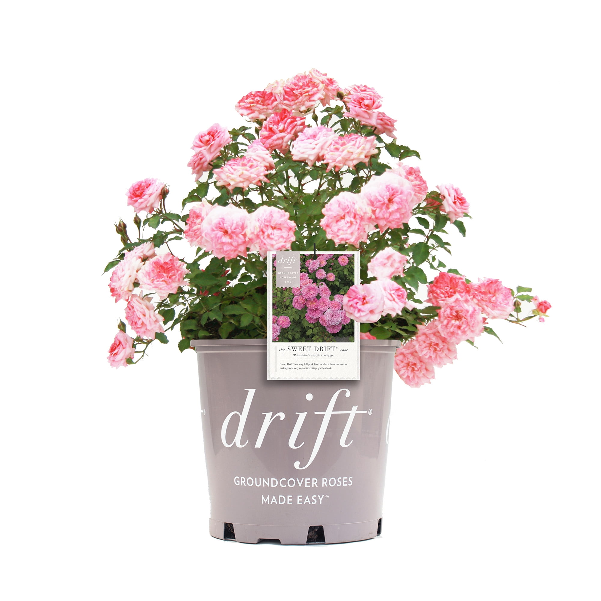1 Gal. Sweet Drift Rose - Bubblegum Pink Flowers - Walmart.com