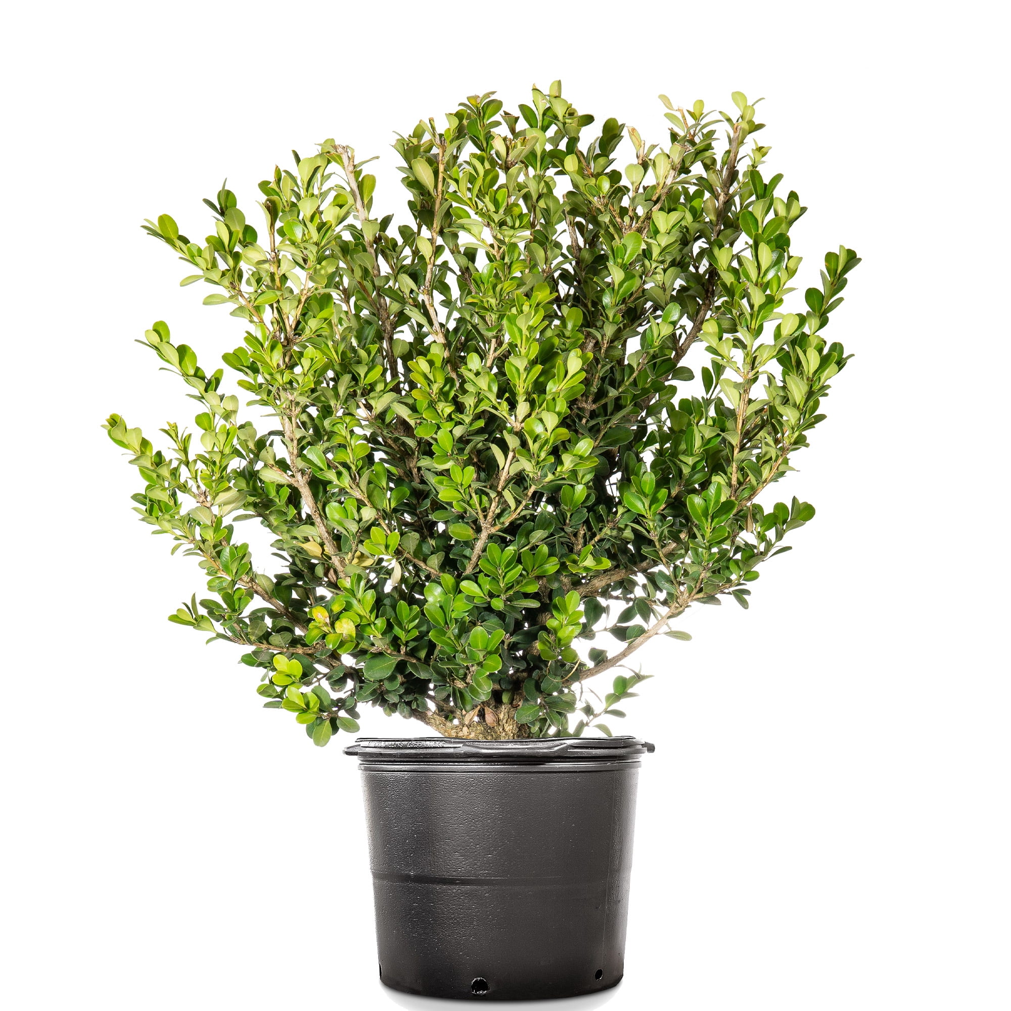 Wintergreen Boxwood