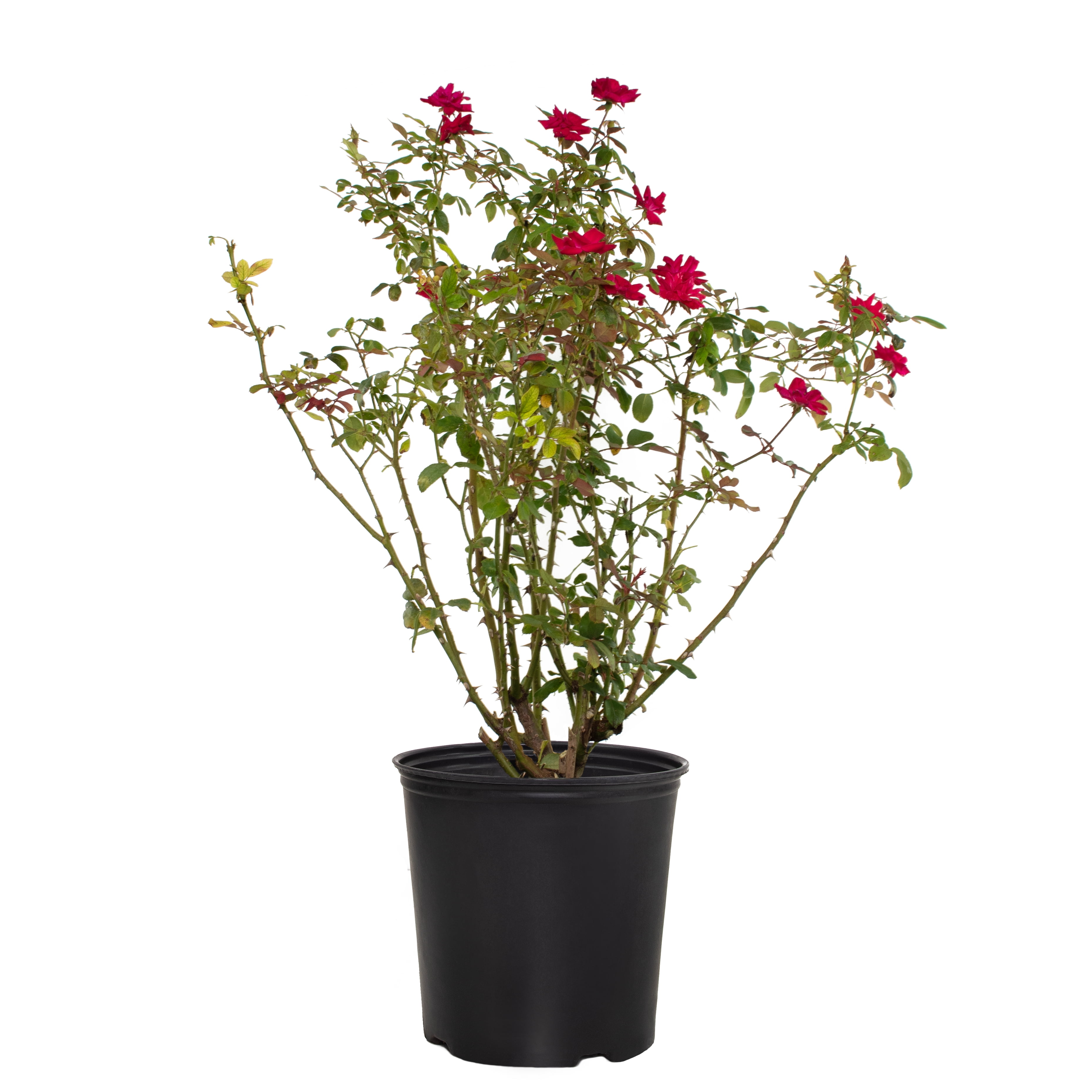 1 Gallon Double Knock Out® Red Rose - Walmart.com