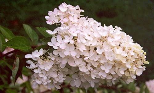 1 Gallon Pee Gee Hydrangea Bare Root Tree - White Hydrangea Plant ...