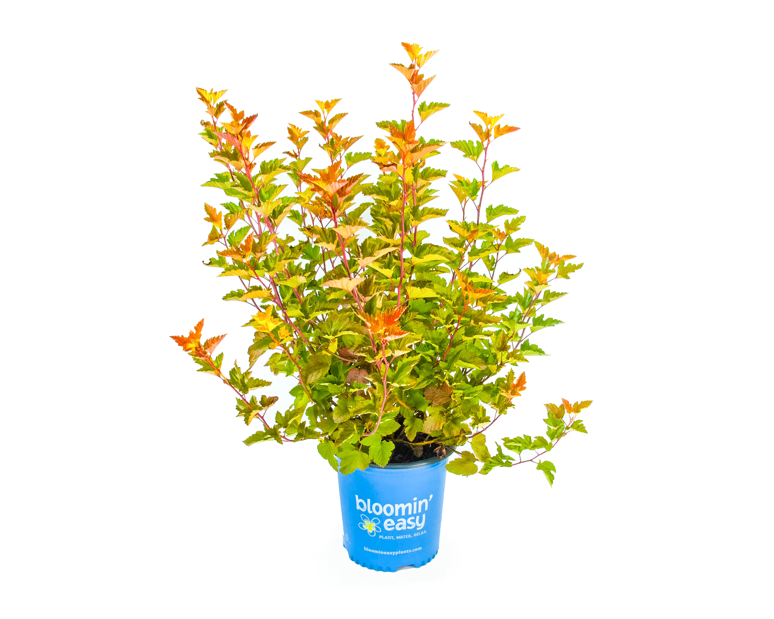 1 Gallon Savannah Sunset Ninebark - Walmart.com