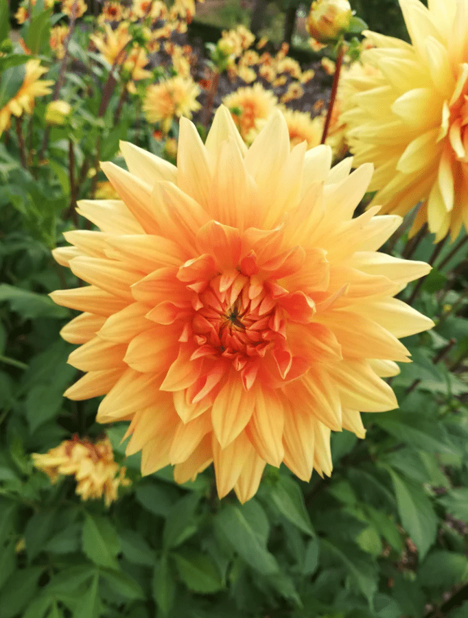 Noordwijks Glorie Dinnerplate Dahlia