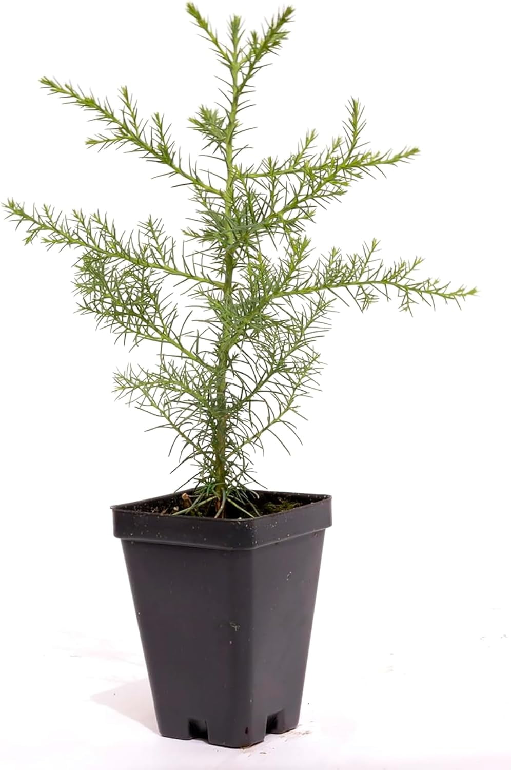 1 Giant Sequoia Tree – Live Sapling in 2.5-Inch Nursery Cube | Sequoia ...