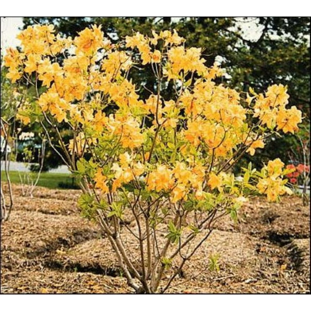 ( 1 ) - Golden Lights Deciduous Azalea - Starter Plant ( 7L ) ( 1 live ...