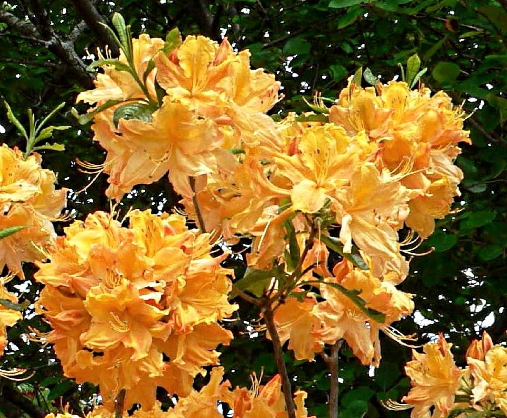 Golden Lights Deciduous Azalea, Yellow Shrub, 4-6' Mature Height ...